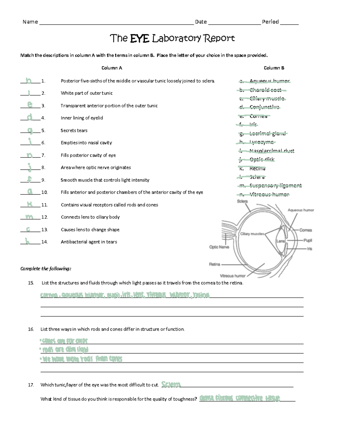 Eye Laboratory Report WS: A Detailed Study on Eye Anatomy and Functions ...