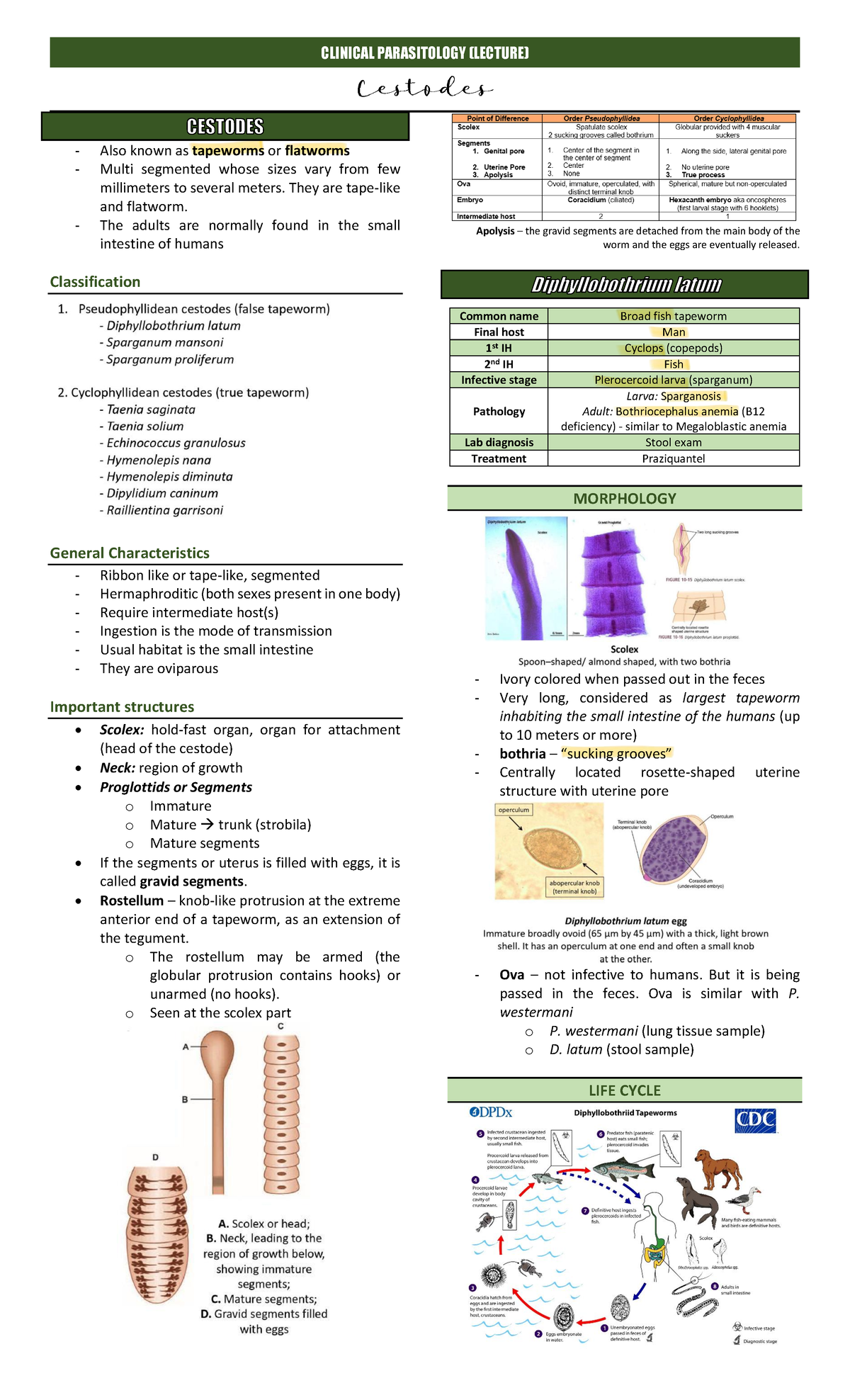 CLINICAL PARASITOLOGY (LECTURE): Cestodes Overview and Life Cycle - Studocu