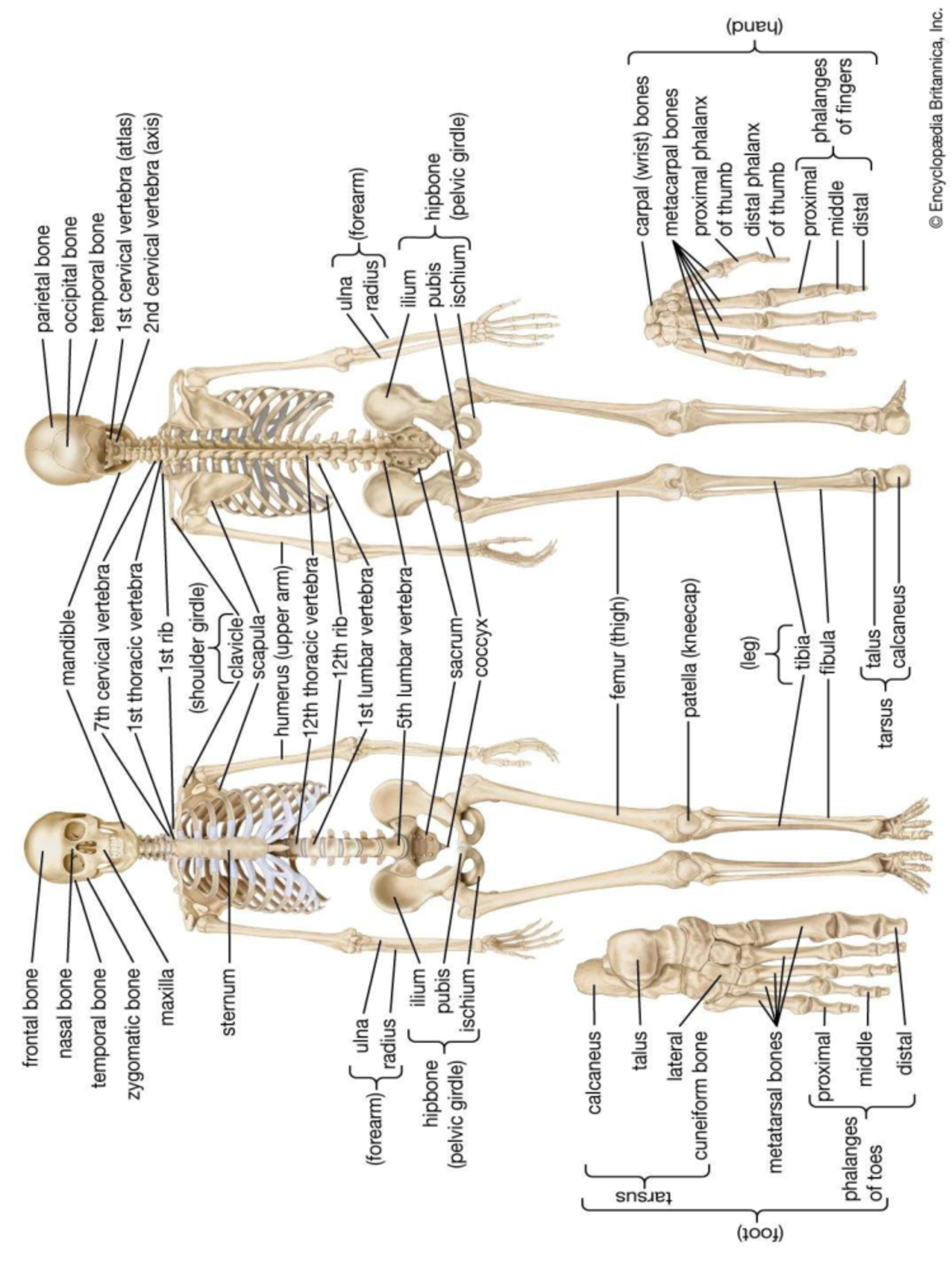Bone Study Guide (BIO101): Key Structures & Features - Studocu