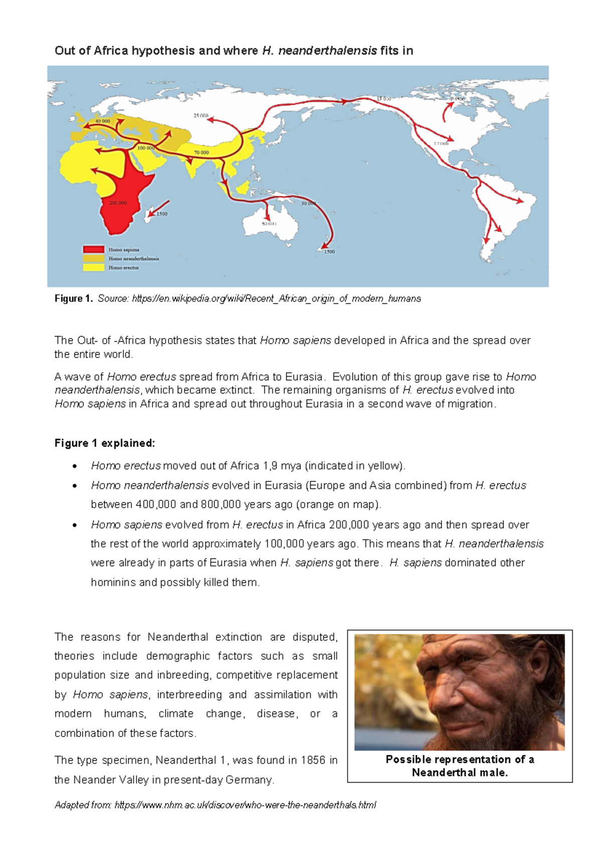 7 Human Evolution: Out of Africa Hypothesis & H. neanderthalensis ...