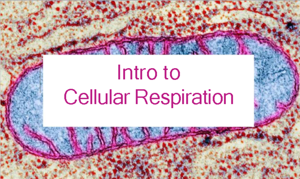 1. Intro to Cellular Respiration Notes - Intro to Cellular Respiration ...