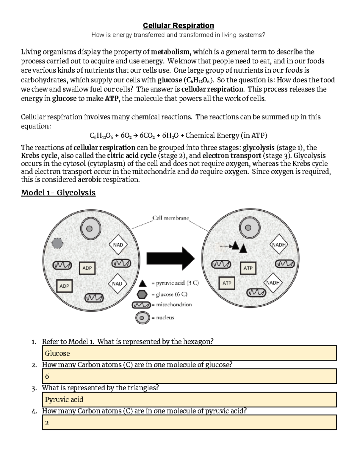 Cellular Respiration Overview: Stages & Processes in Energy Transfer ...