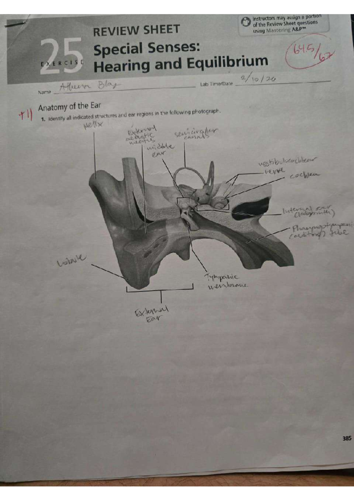 Exercise 25 Review Sheet: Special Senses - Hearing & Equilibrium - Studocu