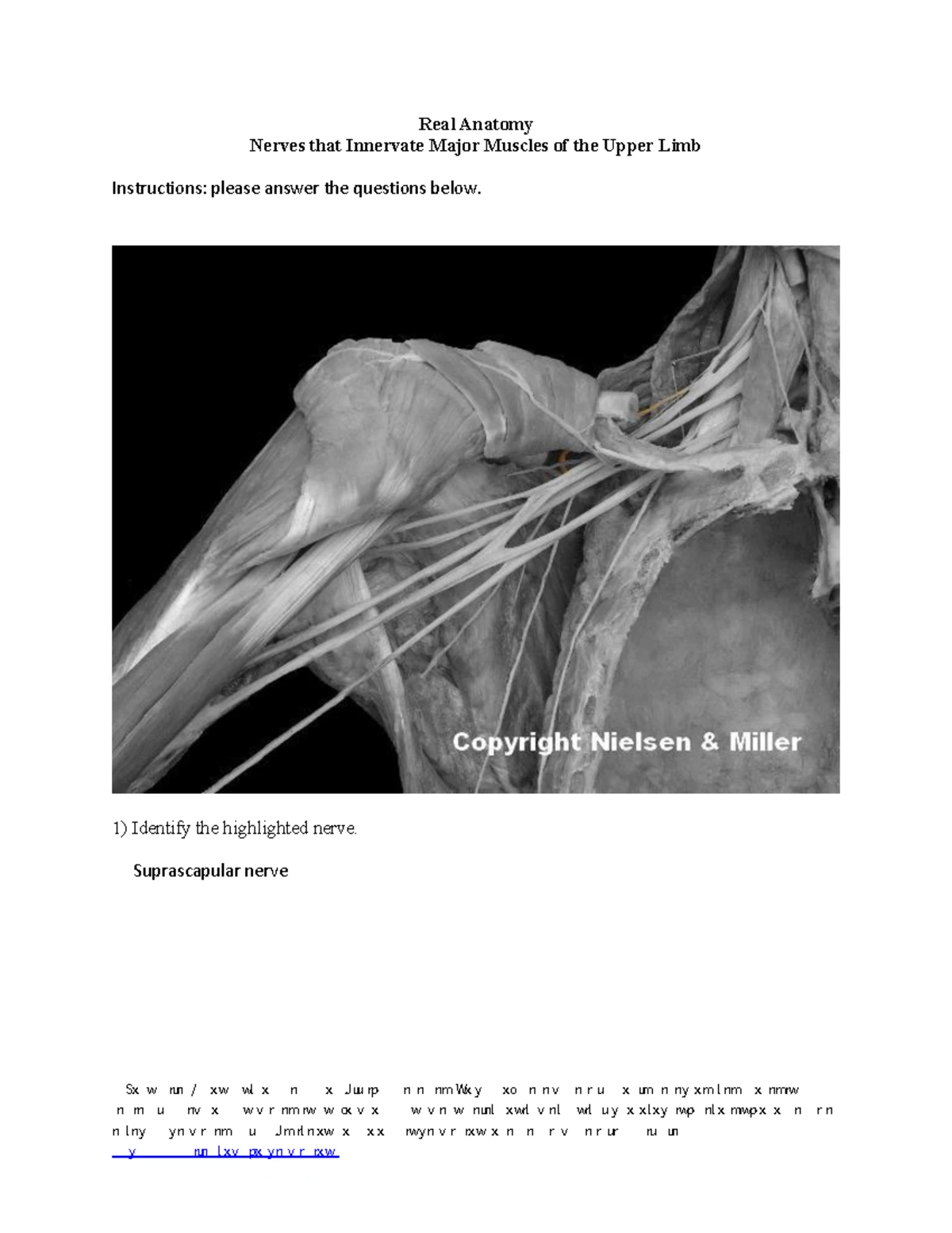 Real Anatomy: 33 Nerves Innervating Major Lower Limb Muscles Worksheet ...