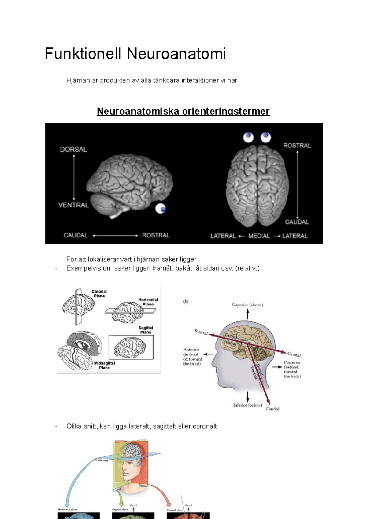 Biologisk Psykologi: Funktionell Neuroanatomi och Hjärnans Struktur ...