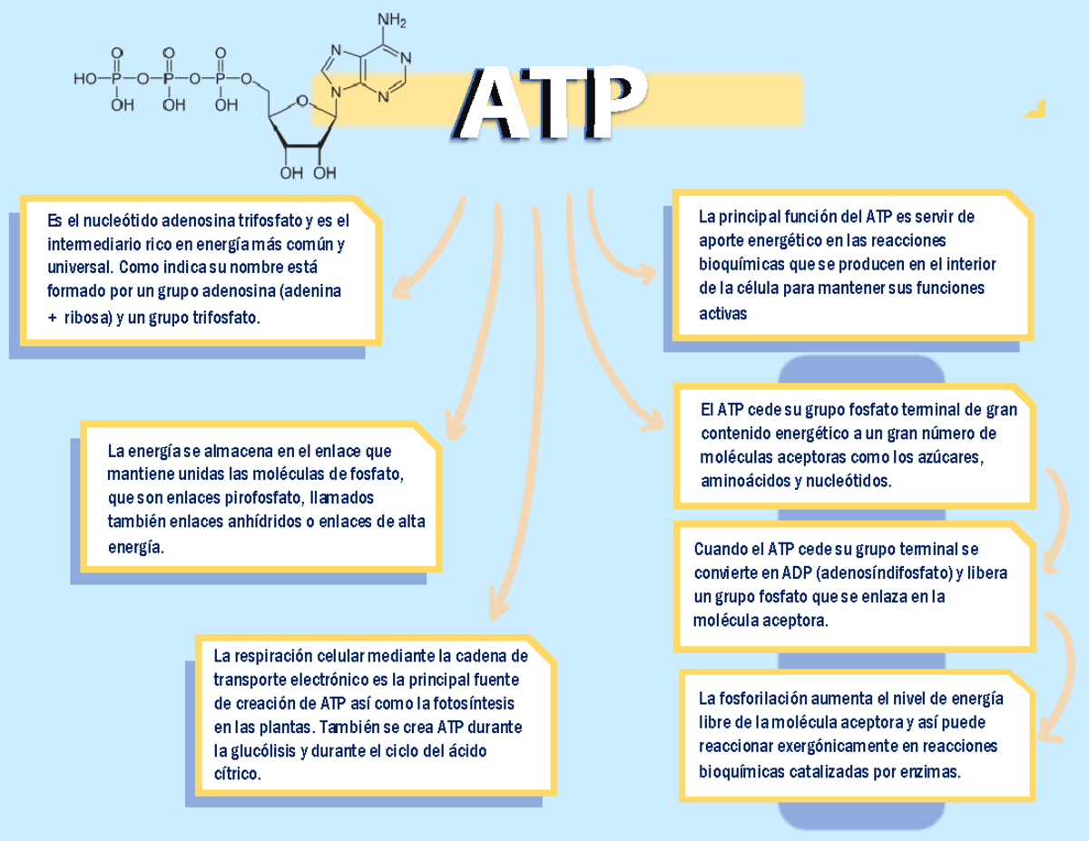 ATP: Mapa Conceptual y Su Función en Reacciones Bioquímicas - Studocu