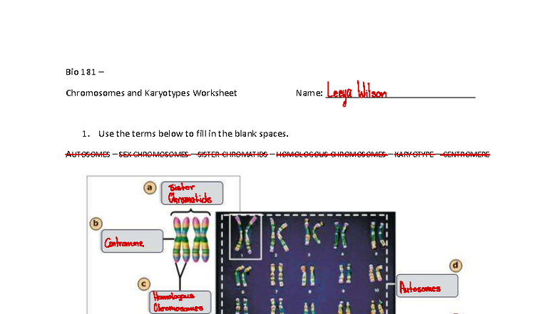 Bio 181 Chromosomes and Karyotypes Worksheet 2 - Studocu