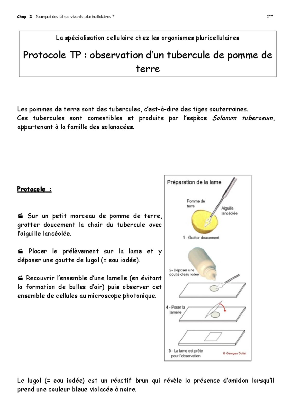 TP : Observation des Tubercules de Pomme de Terre en Biologie - Studocu