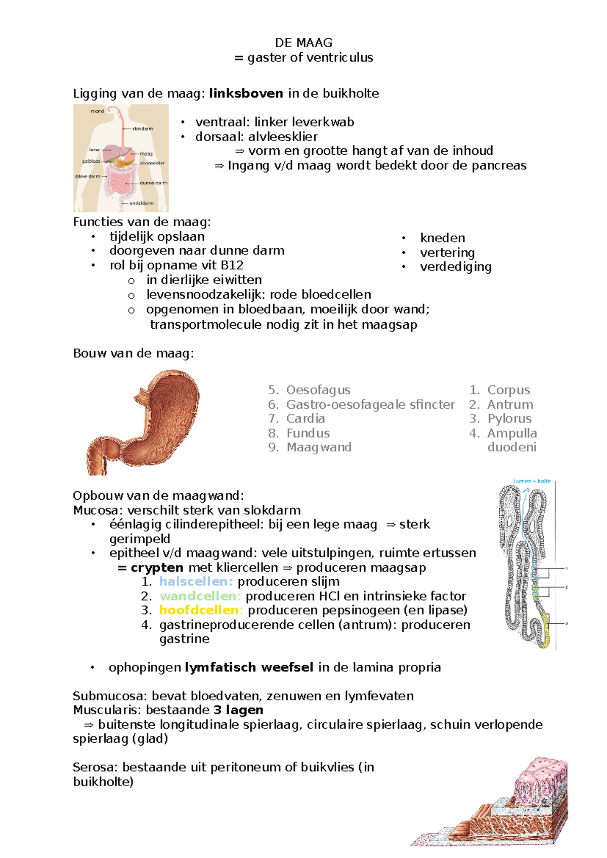 Samenvatting de maag - DE MAAG = gaster of ventriculus Ligging van de ...