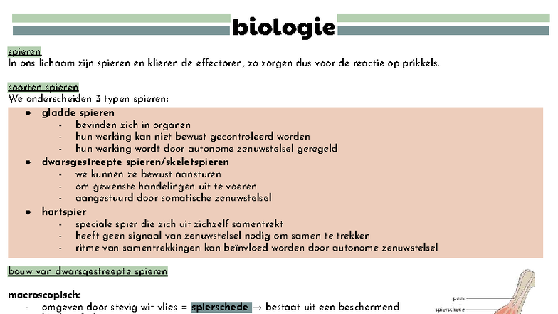 Biologie spieren en klieren - biologie spieren In ons lichaam zijn ...