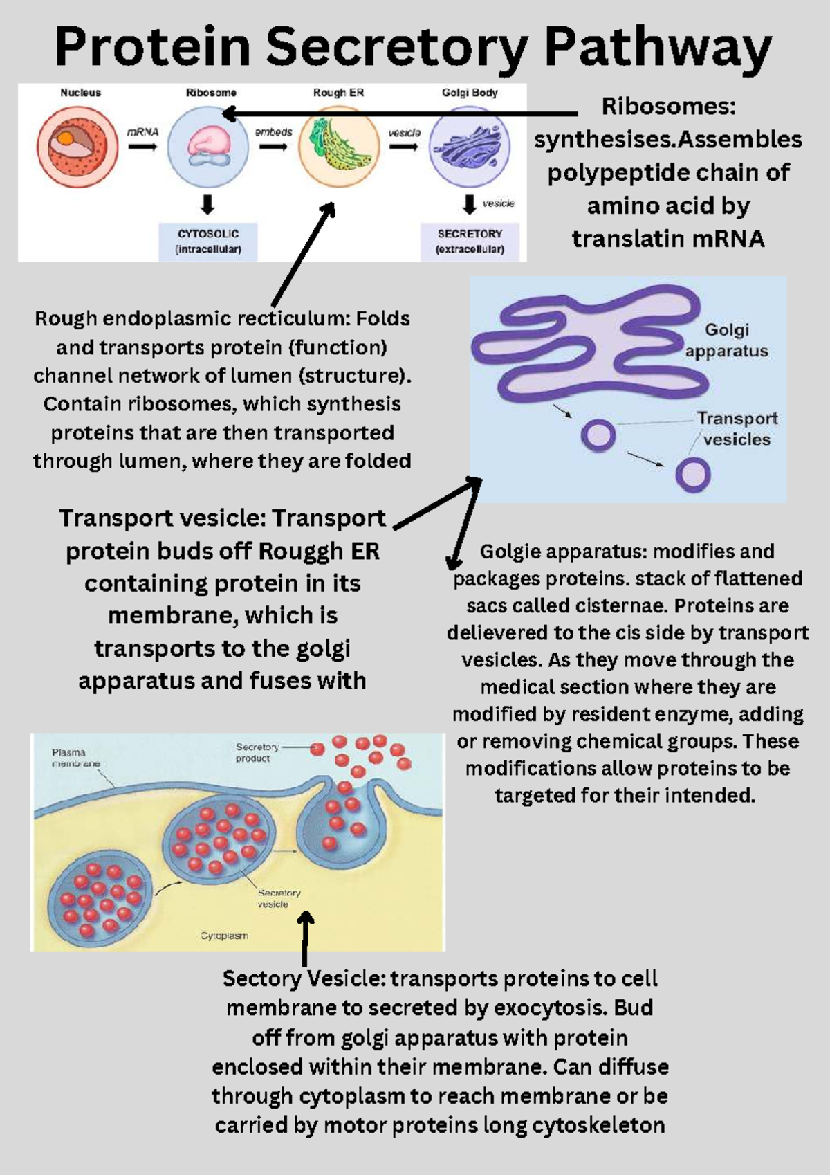 Protein Secretory Pathway: Ribosomes to Golgi Apparatus Overview - Studocu
