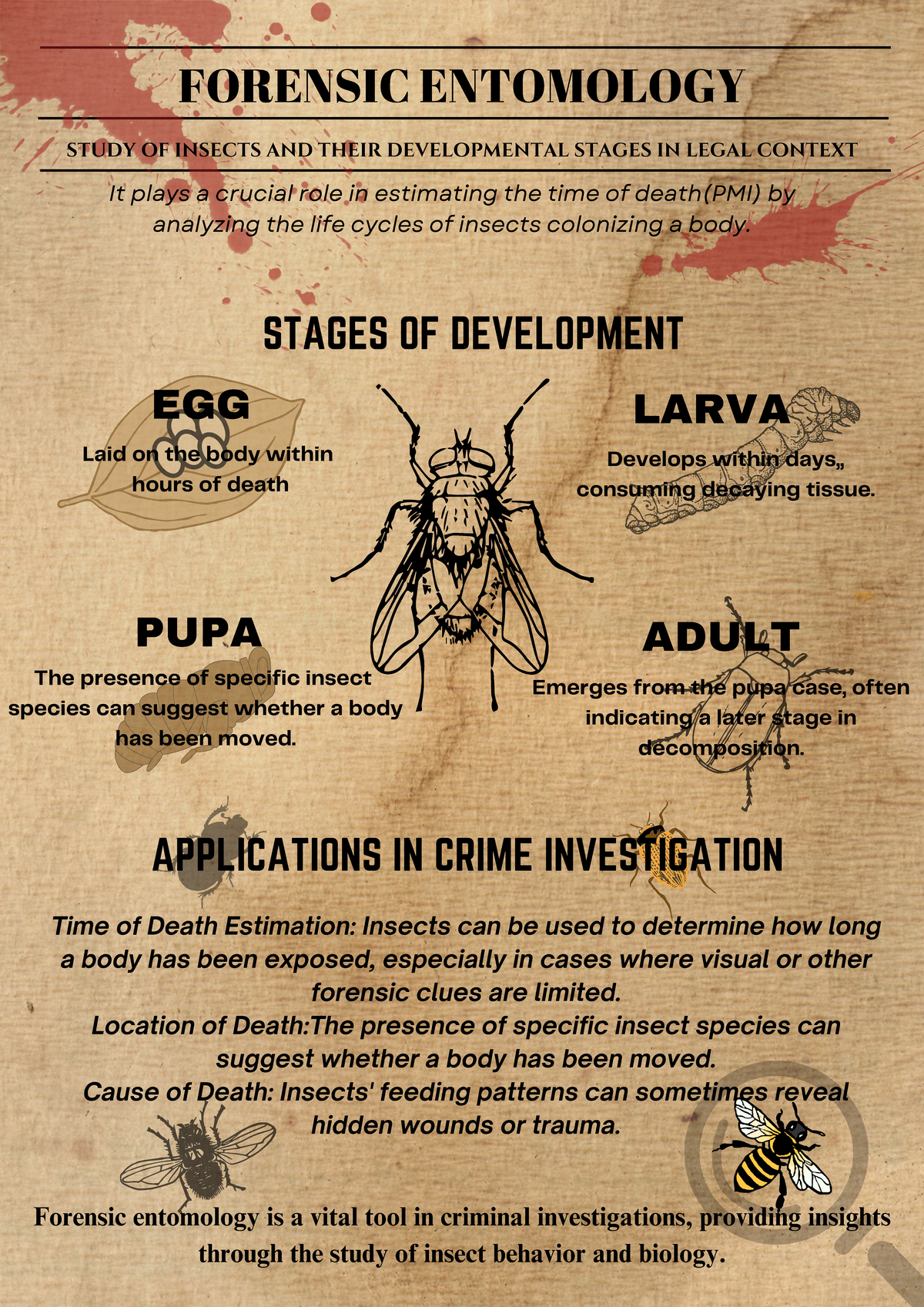 Forensic Entomology - FORENSIC ENTOMOLOGY STUDY OF INSECTS AND THEIR ...