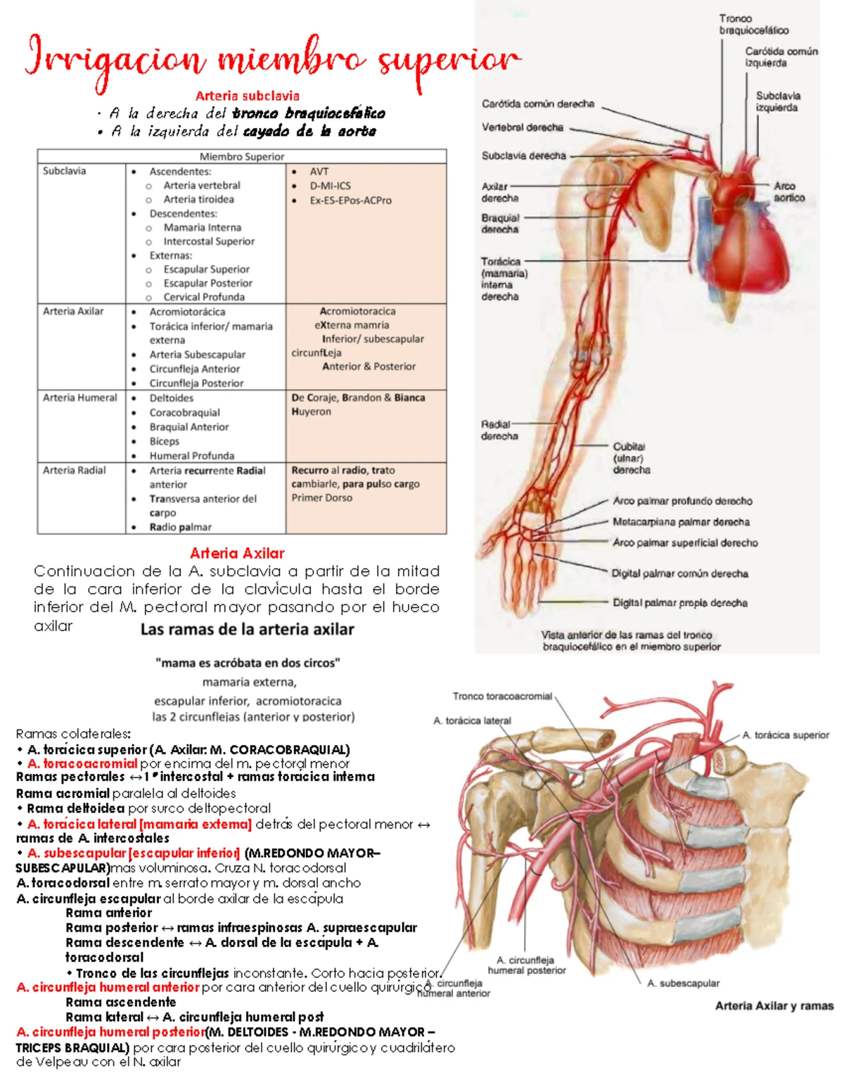 Diferencia y Relación entre Anatomía y Morfología - Diferencia y ...