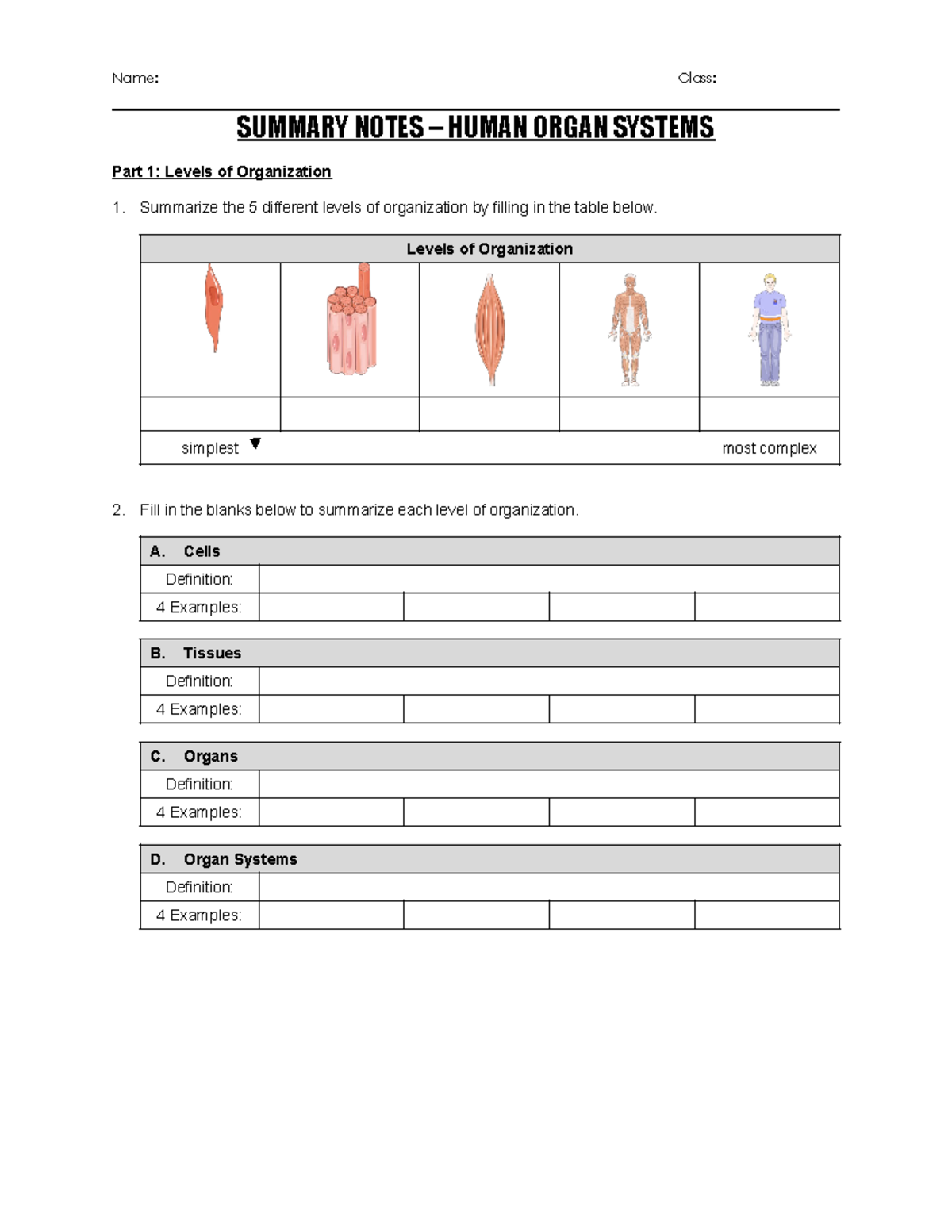Jaydan Perez - Human Organ Systems Summary Notes WORD - Name: Class ...