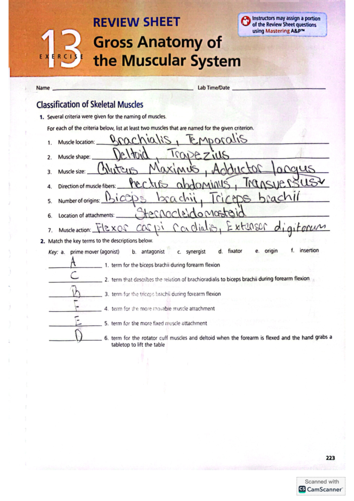Exercise 13 - REVIEW SHEET Instructors may assign a portion of the Review Sheet questions using ...