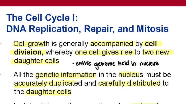 DNA Replication and Mitosis: Insights into the Cell Cycle (BIO101 ...