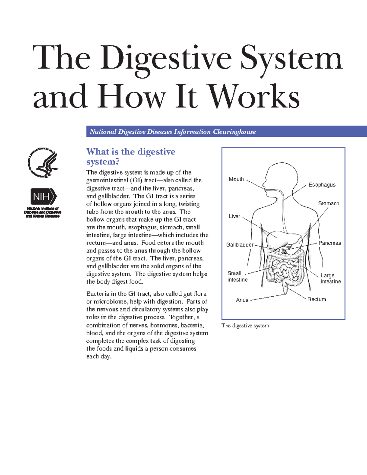 Understanding the Digestive System: Key Functions and Processes (BIO ...