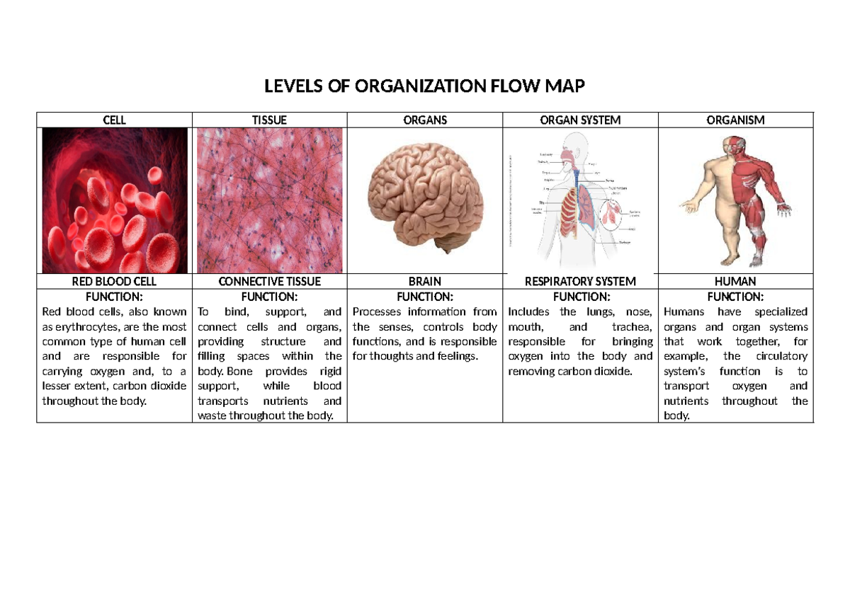 Levels of Organization Flow Map: Cells to Organ Systems - Studocu