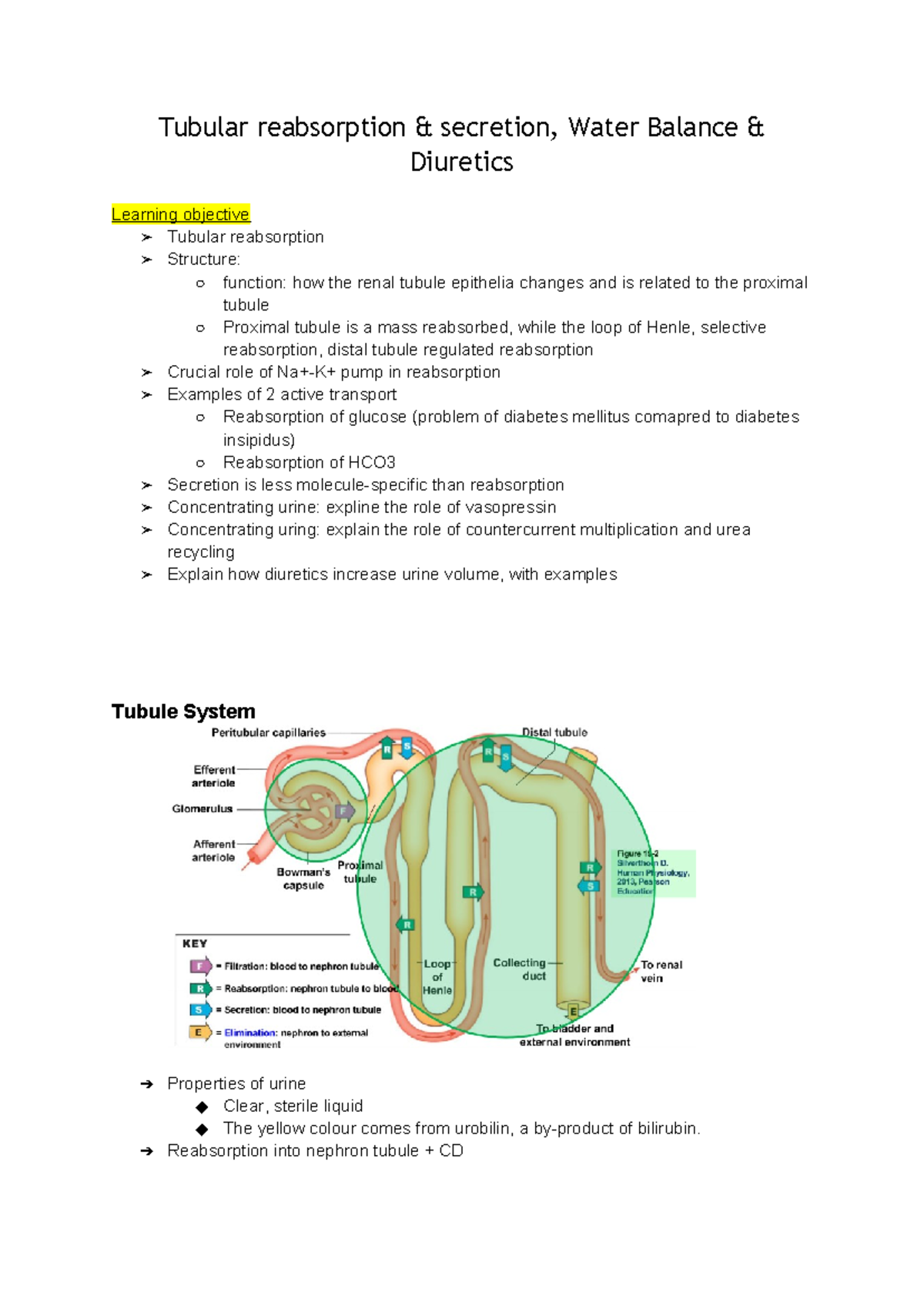 Tubular Reabsorption & Secretion, Water Balance & Diuretics Notes (BIO ...