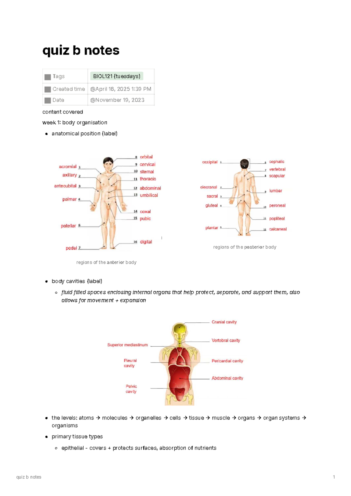 BIOL121 Quiz B Study Notes on Body Organization and Systems - Studocu