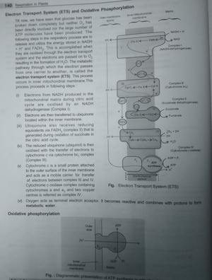 Biology Mind Maps: Prokaryotic & Eukaryotic Cells Overview (HGHK) - Studocu