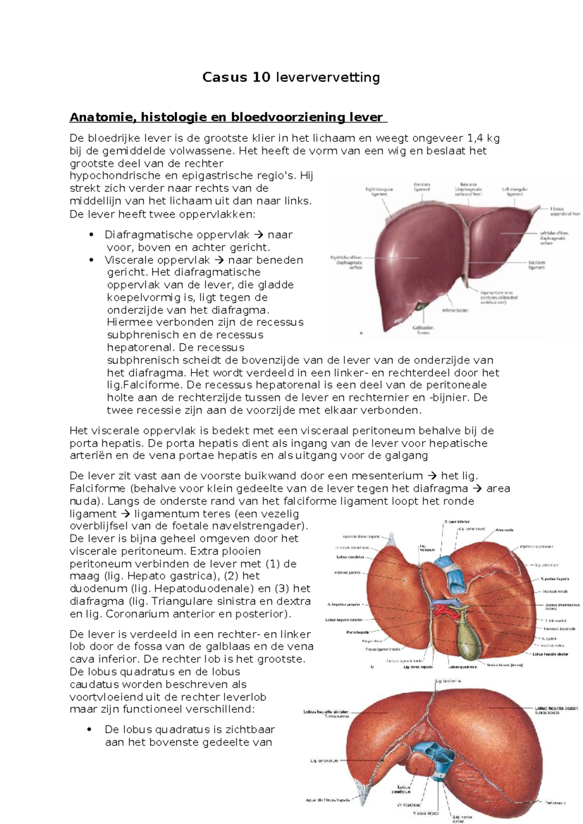 Casus 10: Leververvetting - Anatomie, Histologie en Functies - Studeersnel
