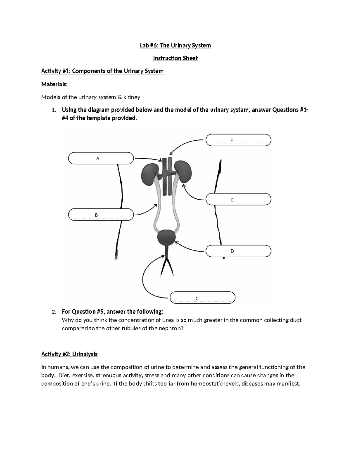 Lab Urinary System Info Sheet - Lab #6: The Urinary System Instruction ...
