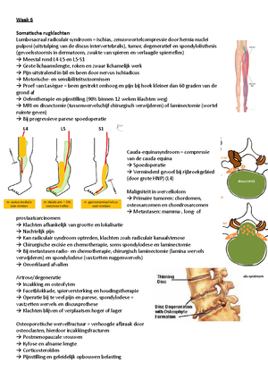 Anatomie Romp WDD - Romp (skelet en spieren) Deze informatiesheets zijn ...