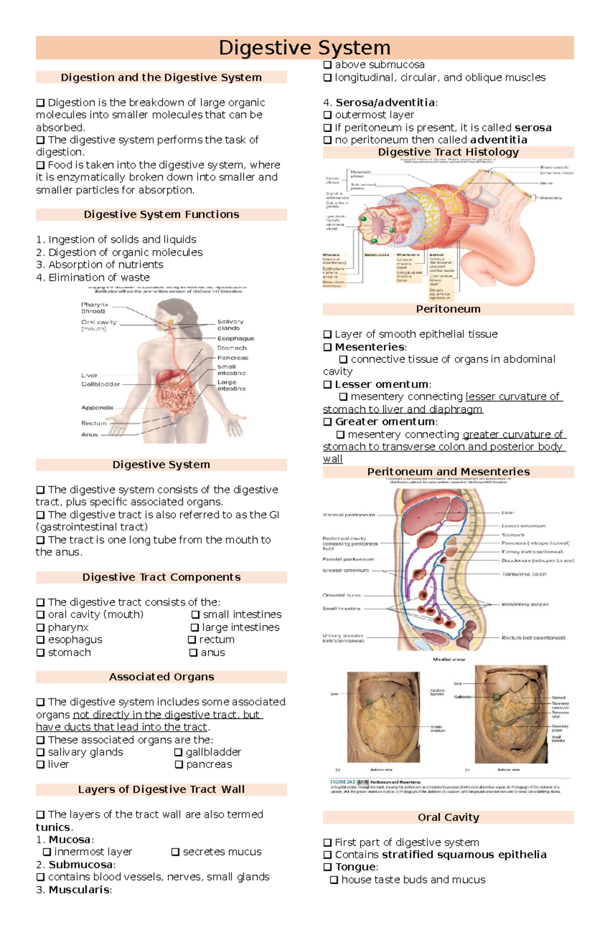 Digestive System Review for Biology 101: Key Functions & Anatomy - Studocu