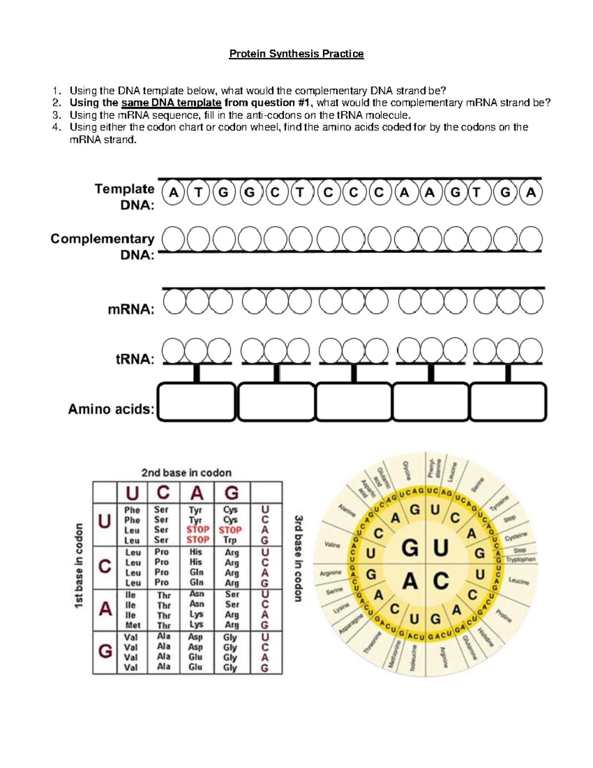 Codon Chart Worksheet Solved PROTEIN SYNTHESIS WORKSHEET Use Your