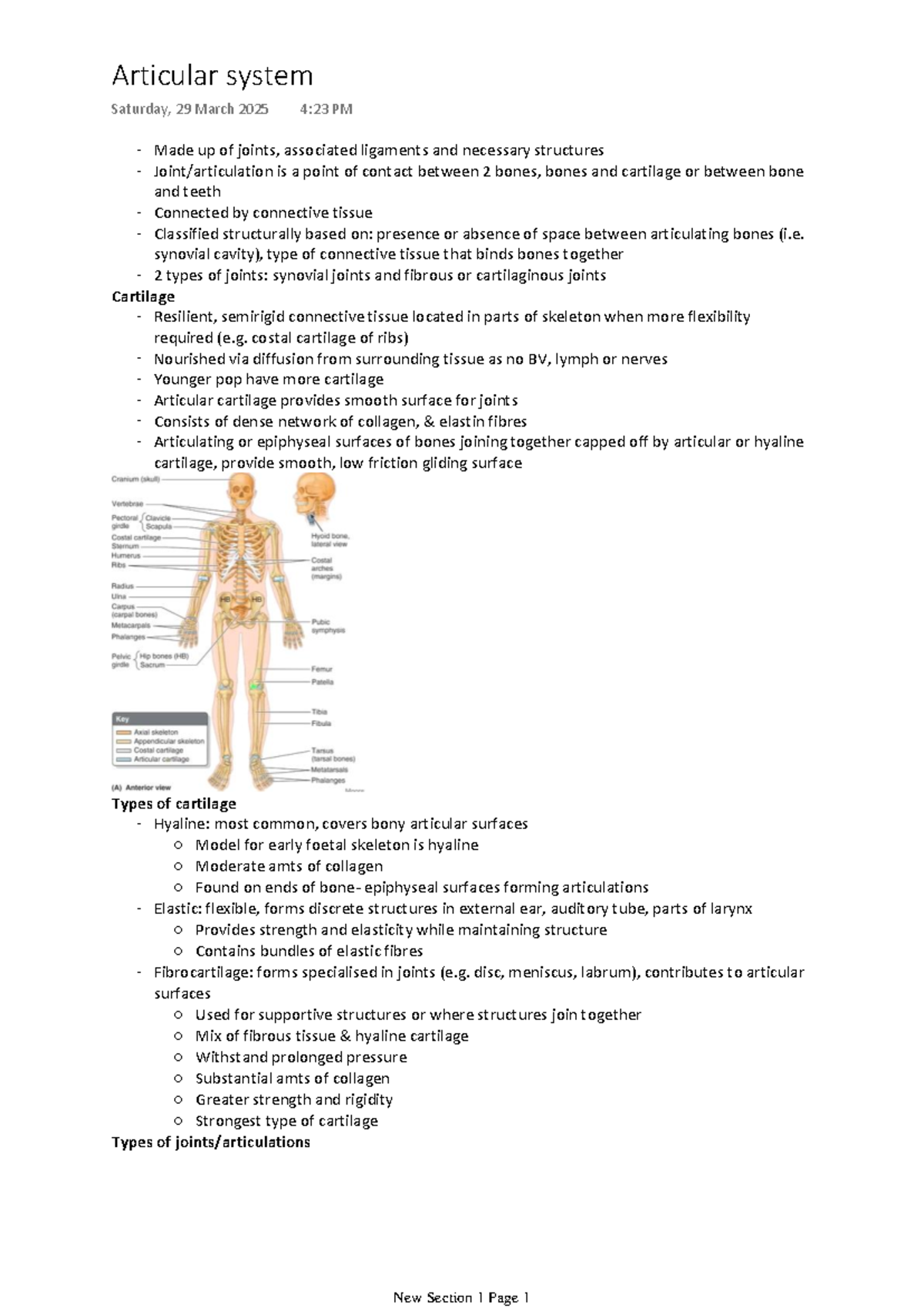 Articular System Lecture Notes: Joints, Cartilage, and Mobility (BIO101 ...