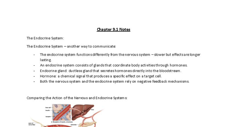 Bio 12 - chapter 9.1 notes - Chapter 9 Notes The Endocrine System: The ...
