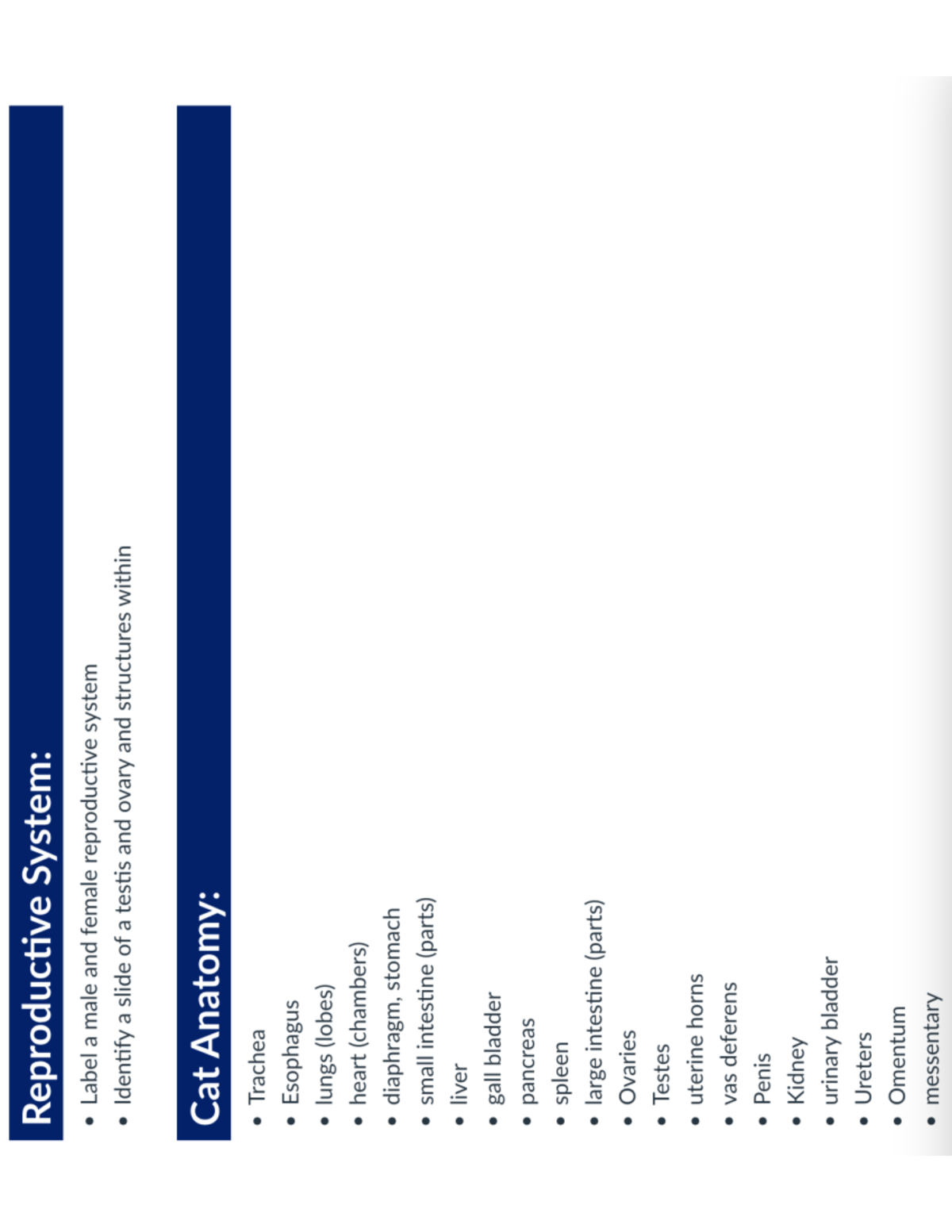 Reproductive System & Cat Anatomy: A Comprehensive Overview - Studocu