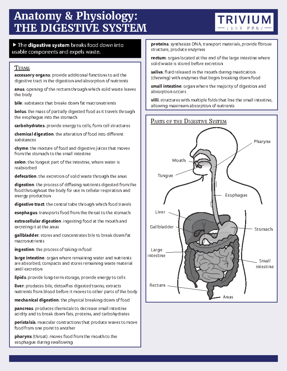 Anatomy & Physiology: Digestive System Study Notes - Studocu