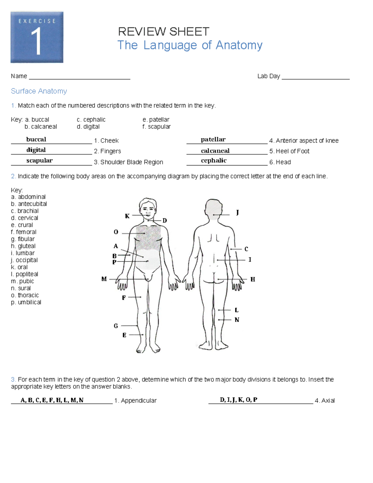 Anatomy Lab Review Sheet: Surface Anatomy & Body Orientation - Studocu