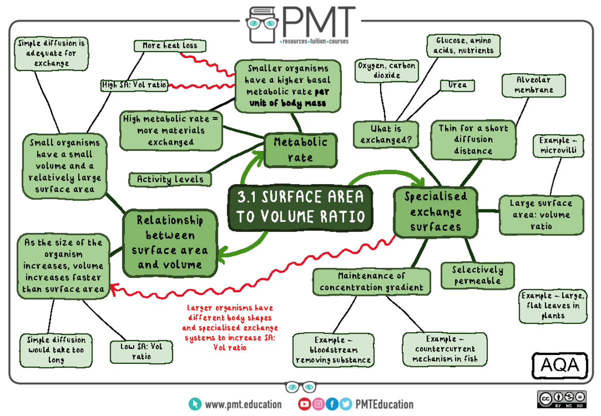 3.1 Surface Area to Volume Ratio: Understanding Diffusion in Organisms ...