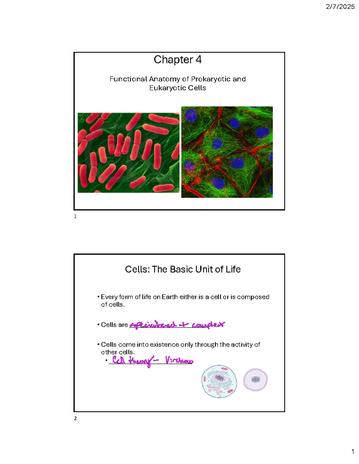 Chapter 4: Functional Anatomy of Prokaryotic and Eukaryotic Cells (BIO101) - Studocu