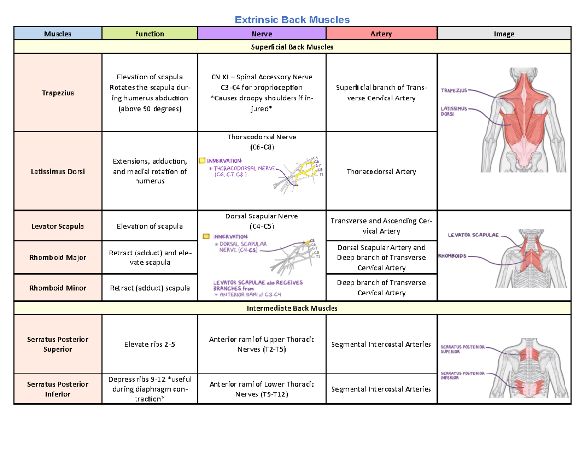 MSK Muscle Anatomy Mastersheet - Extrinsic Back Muscles Muscles ...