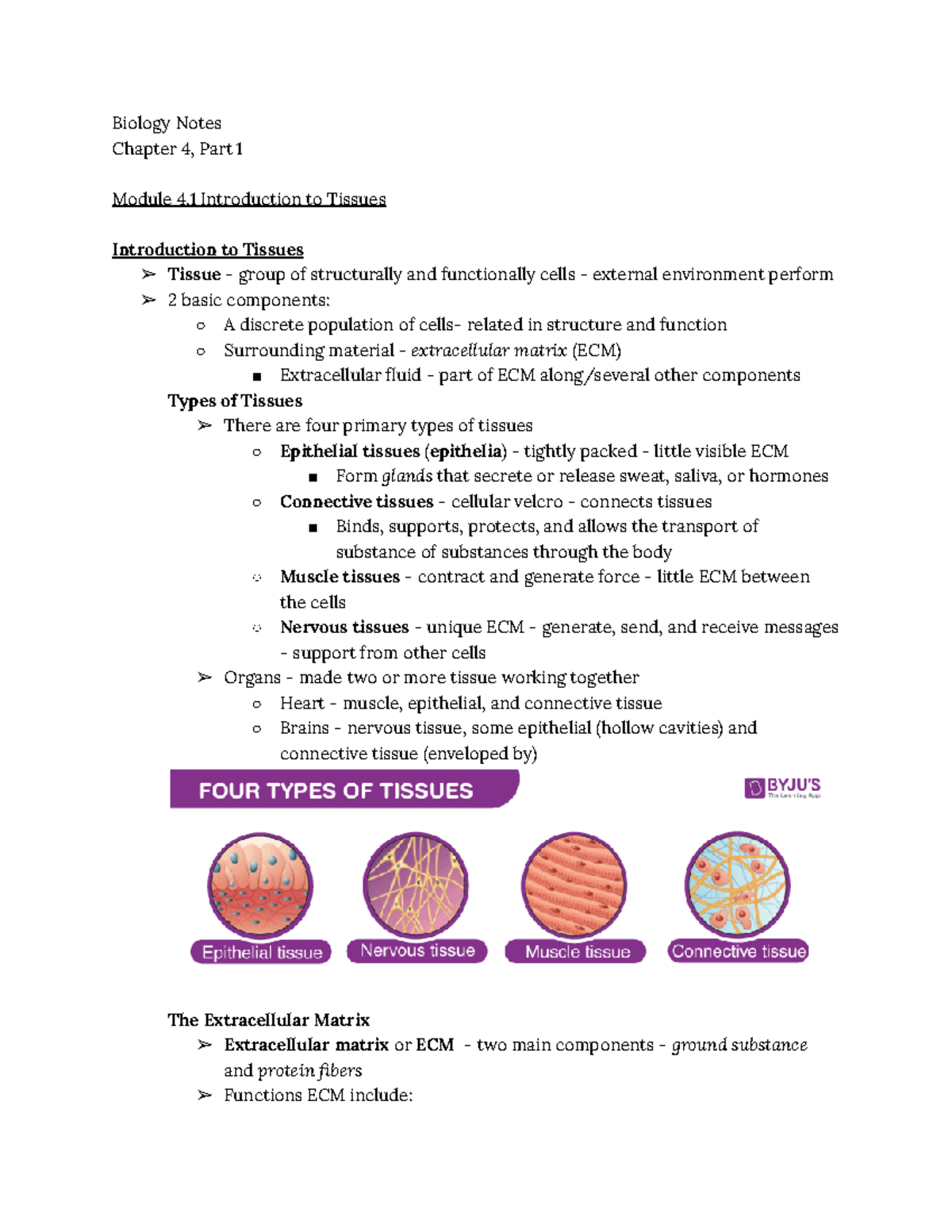 Biology 109 Chapter 4 Notes: Introduction to Tissues and ECM - Studocu