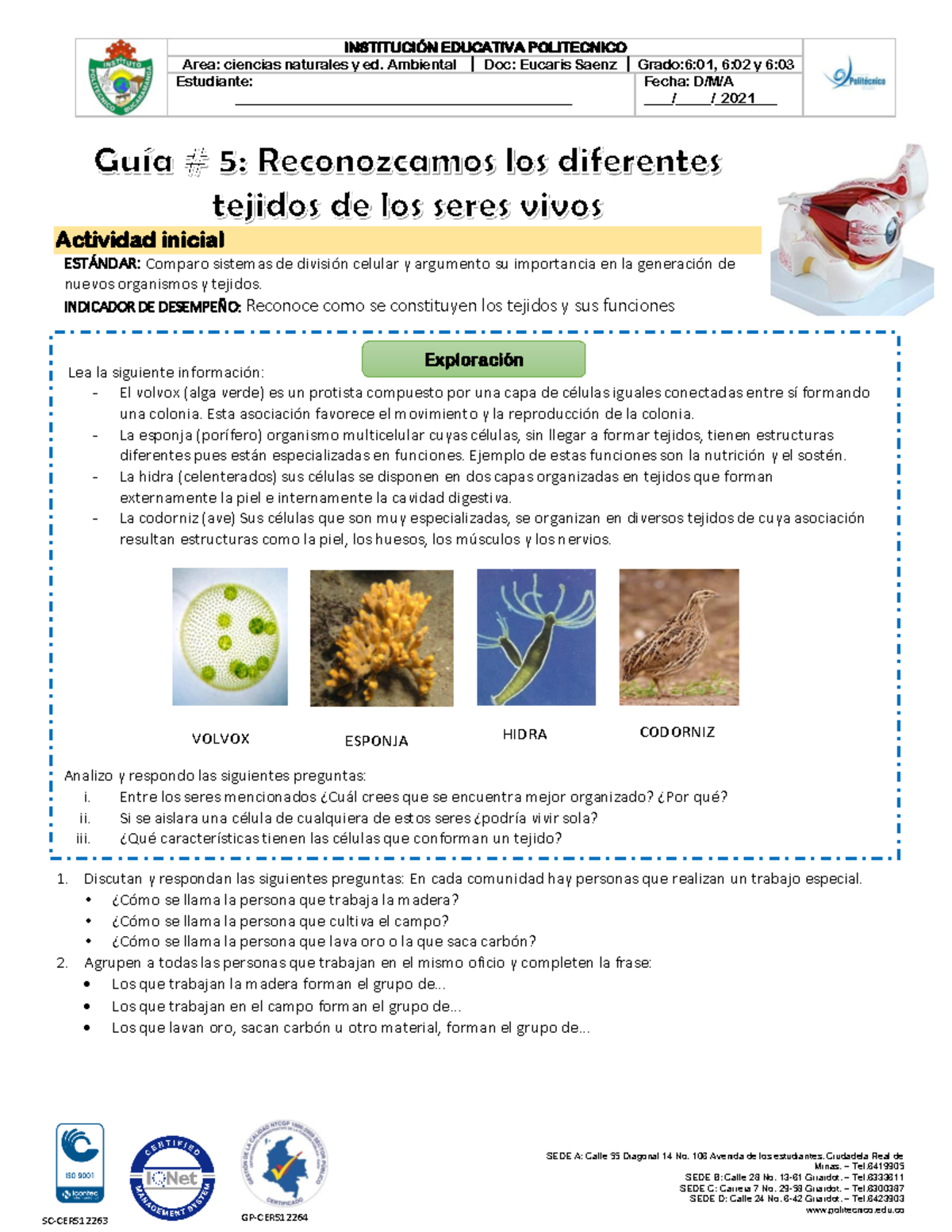 Guía #5 Tejidos - Aprendiendo sobre Tejidos para Grado 6 y 7 - Studocu