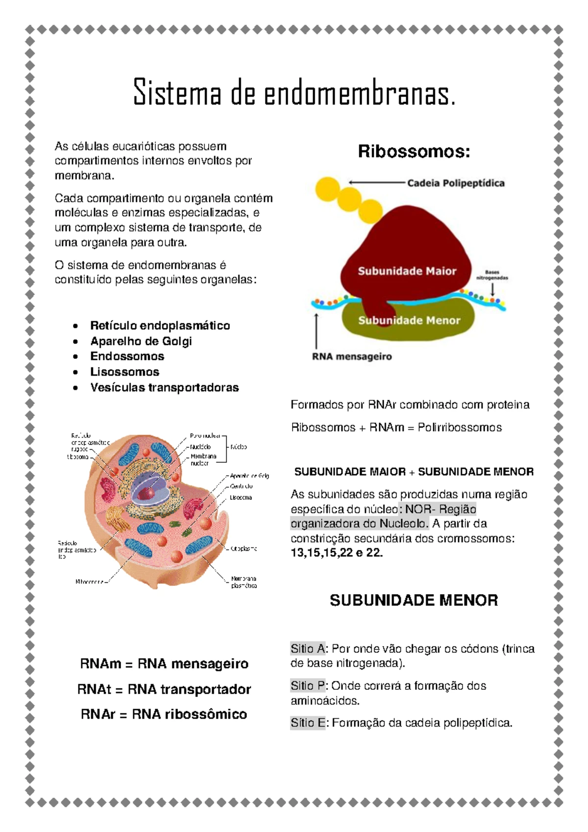 Citologia - Sistema endomembranas - Biologia Celular (Transcrição da ...