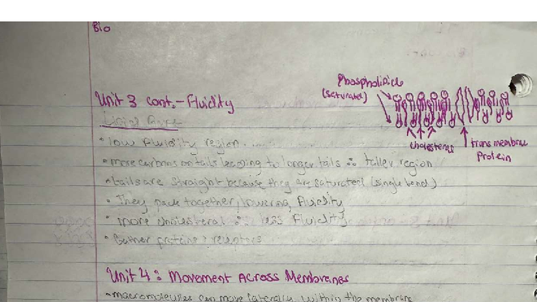 Bio 101 Unit 3: Membrane Fluidity & Transport Mechanisms Notes - Studocu