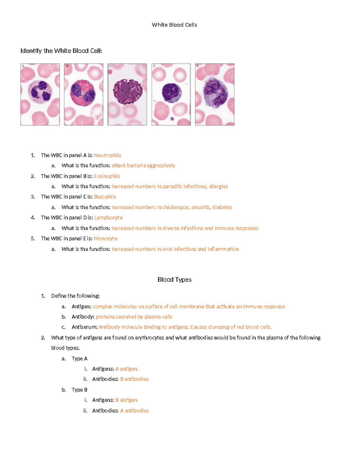 Identify and Classify WBCs & Blood Types - Bio 101 Notes - Studocu