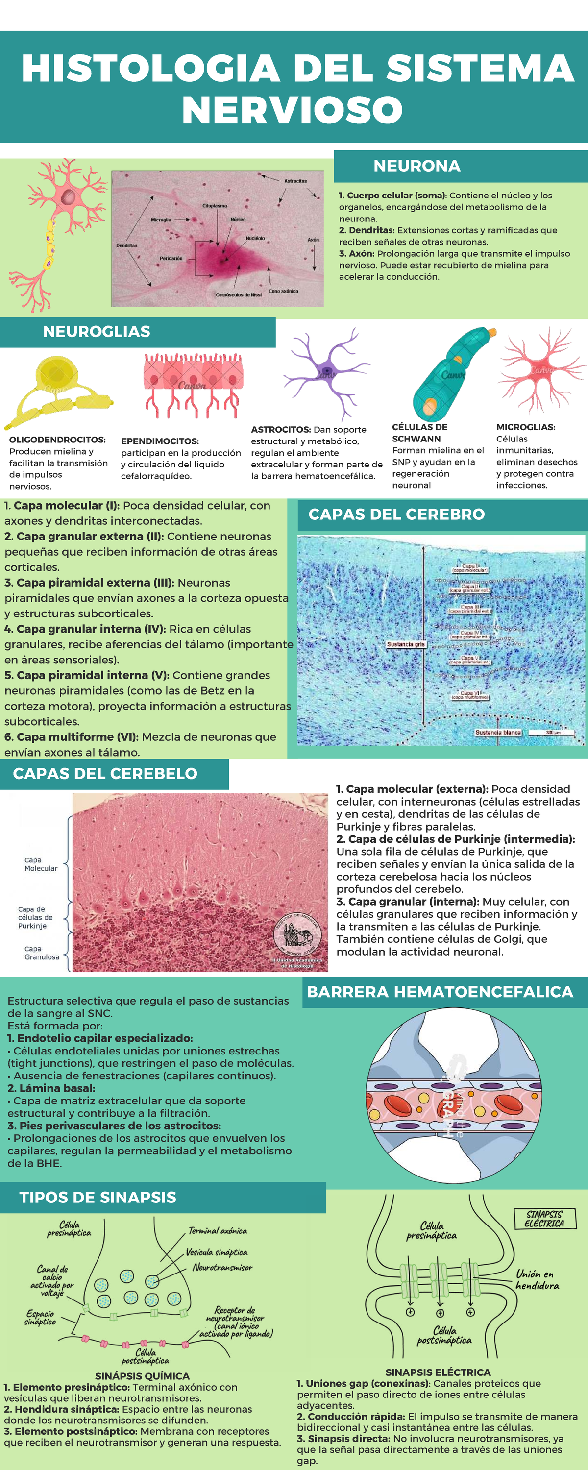 Infografía sobre el sistema nervioso y sus componentes (SNC) - Studocu