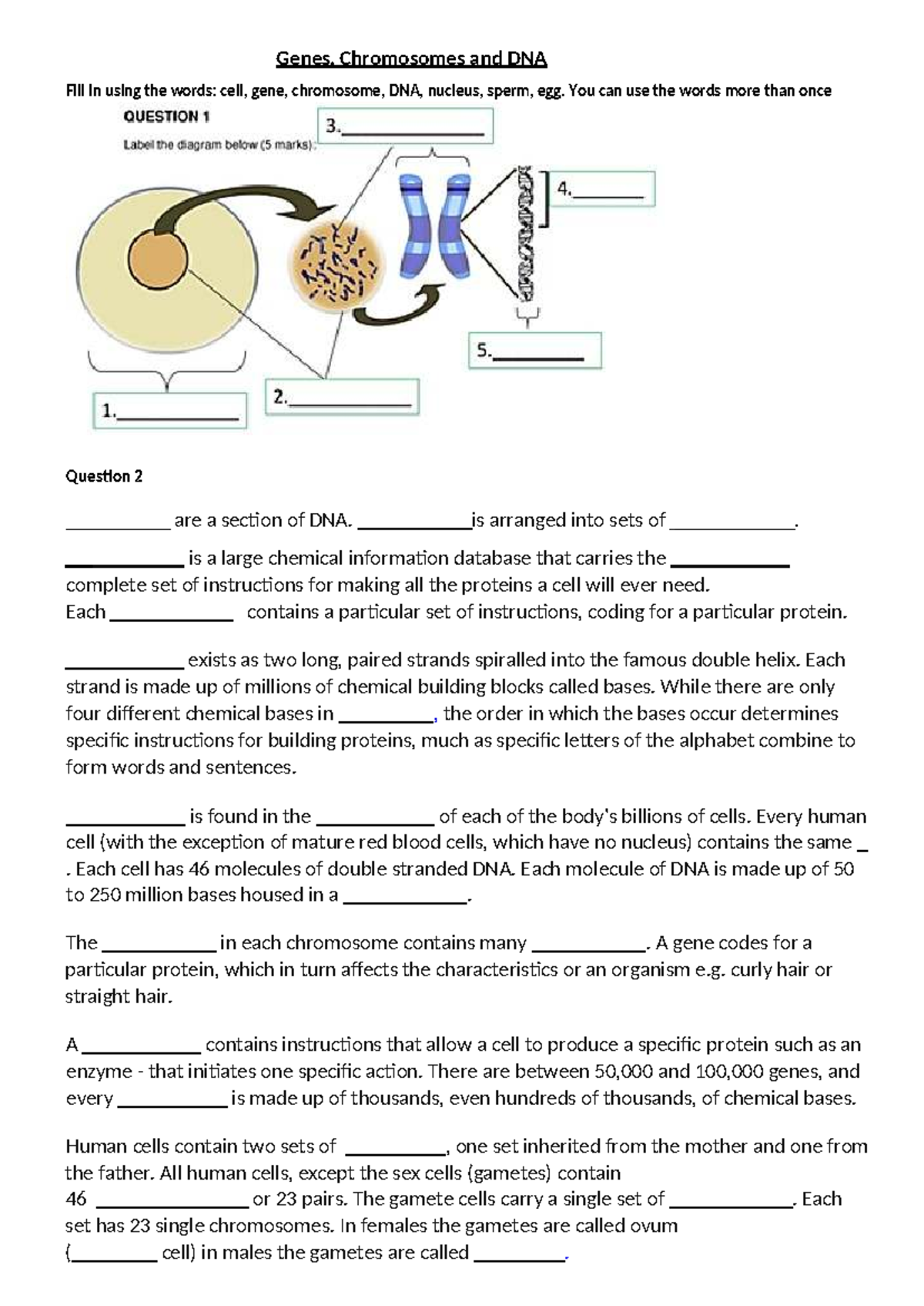 Worksheet - Genes, Chromosomes, and DNA Concepts - Studocu