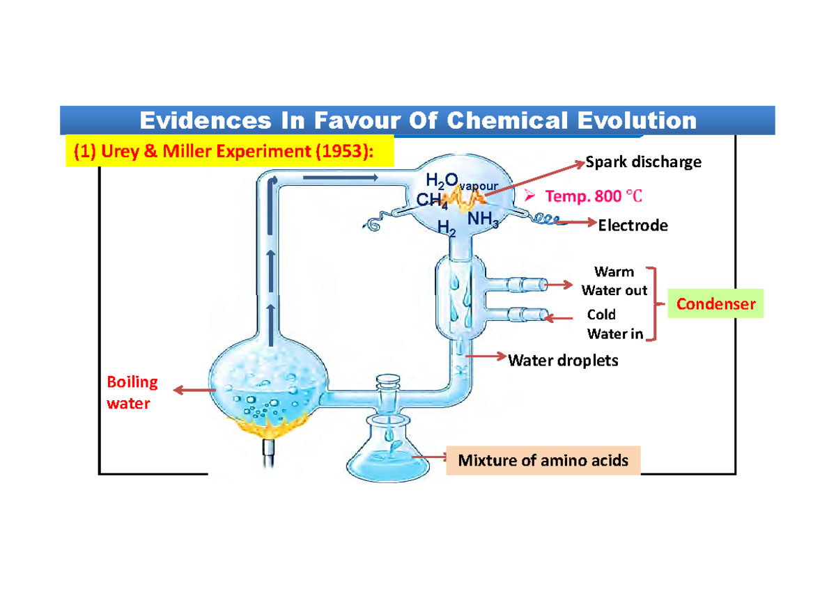 Evidences of Evolution: Chemical Evolution & Fossil Records (BIO101 ...