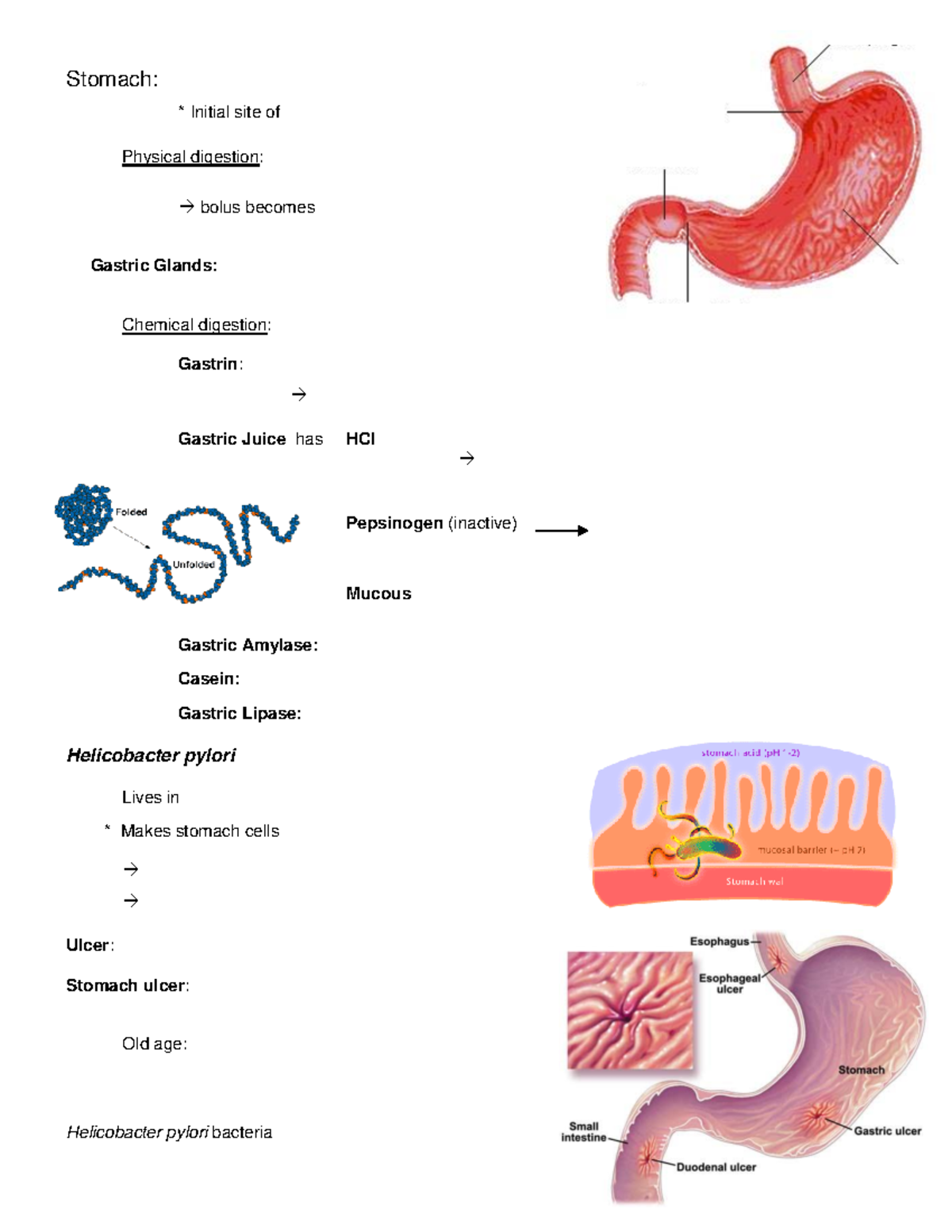 10.2a. Stomach, Small Intestine, and Pancreas Overview (EKim) - Studocu