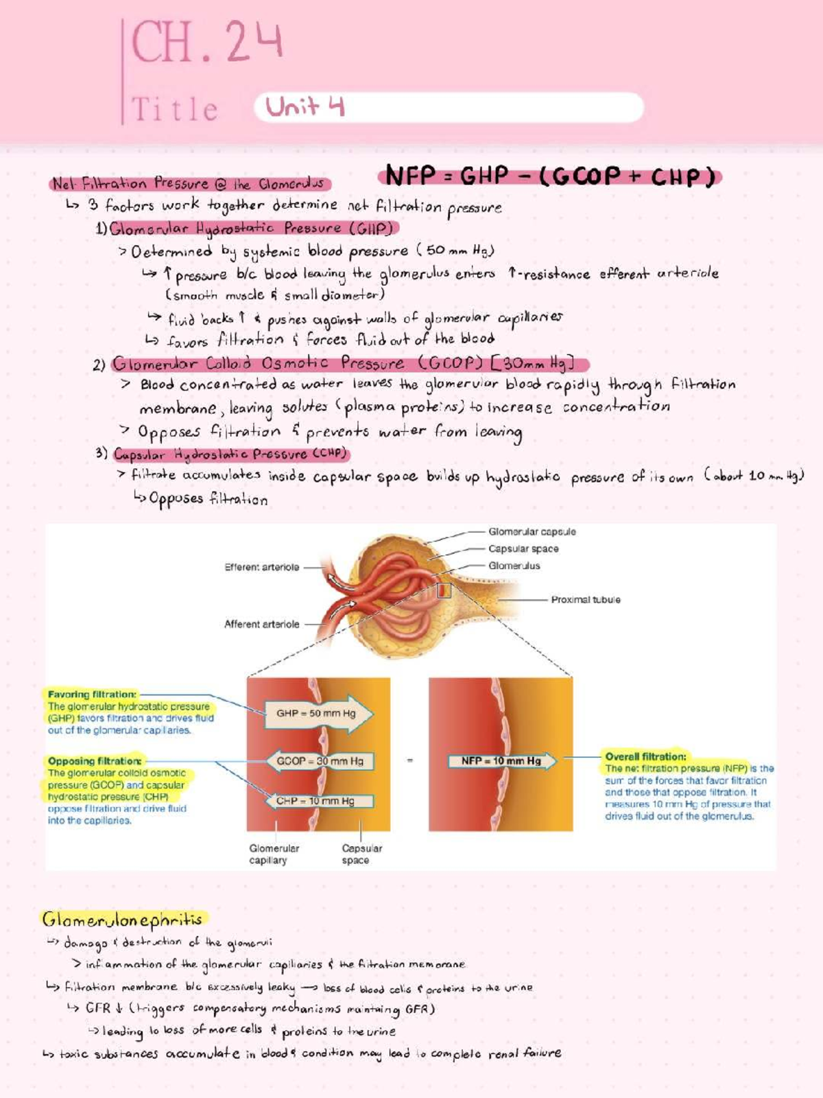 CH. 24 Unit 4: Net Filtration Pressure in the Glomerulus (NFP) Analysis ...