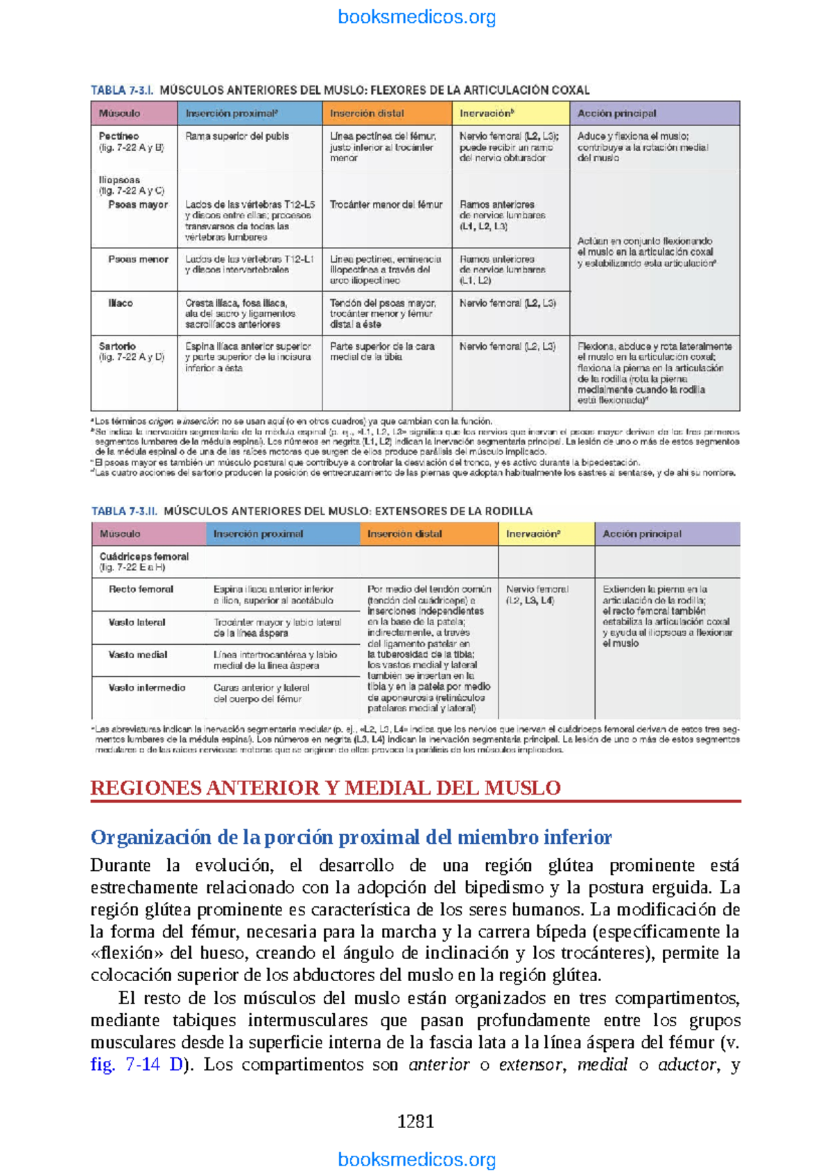Regiones del Muslo: Anatomía Anterior y Medial del Muslo - Studocu