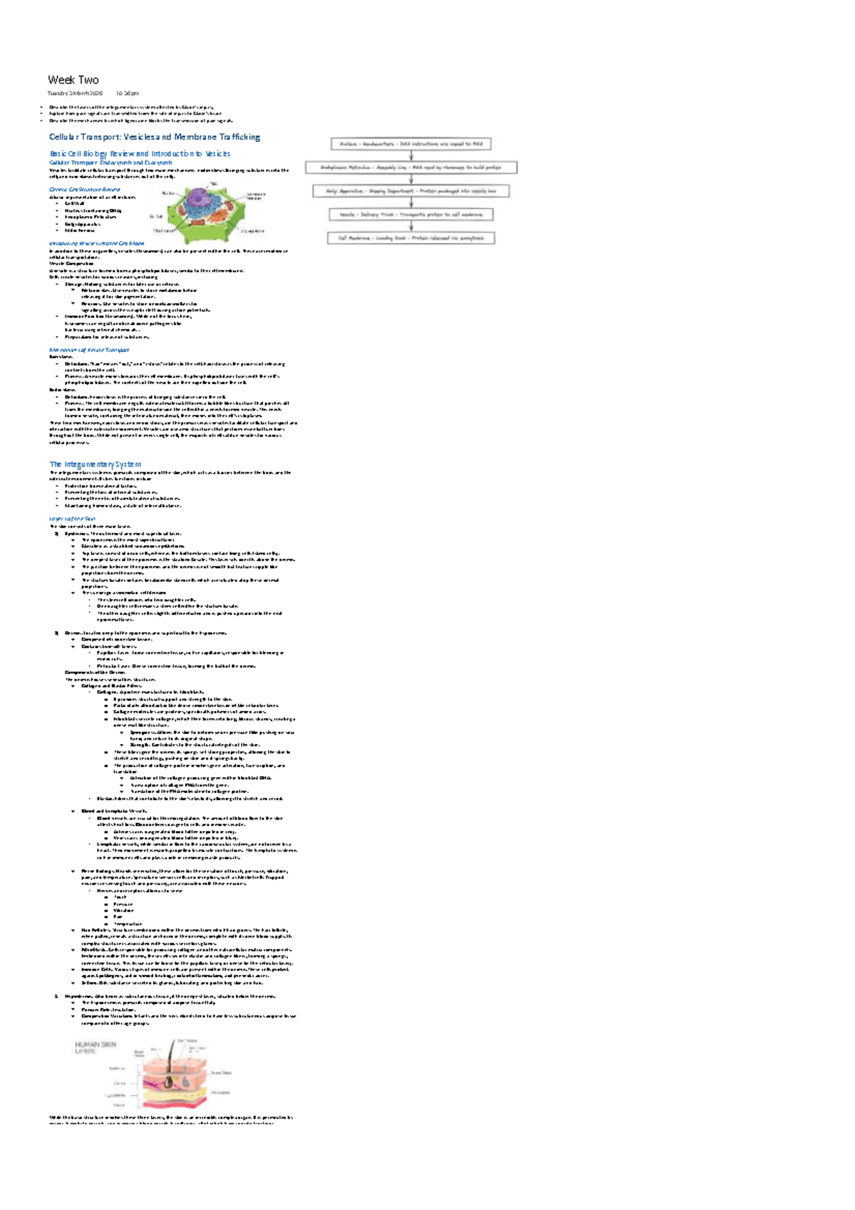 Bm Week Two - Notes Module 2: Integumentary & Nervous Systems Sensation ...